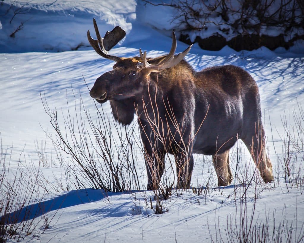 Curious Nature: Romance in the rut — moose mating season is finally ...